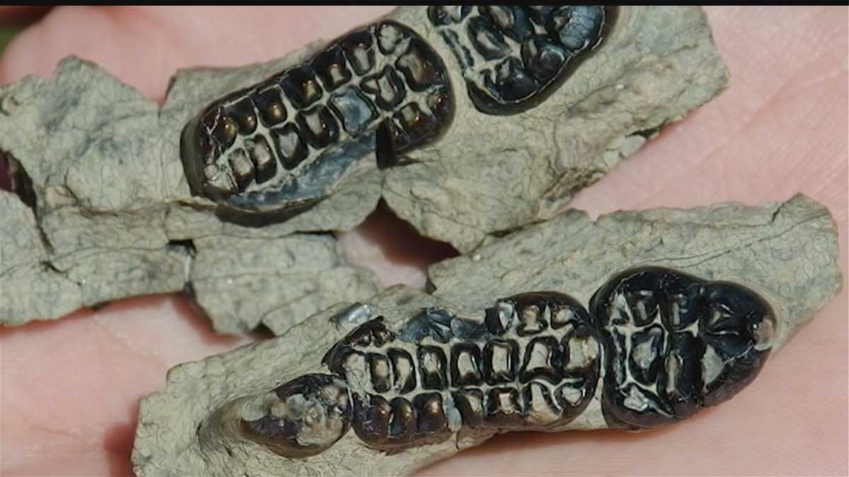 Fascinating fossil find