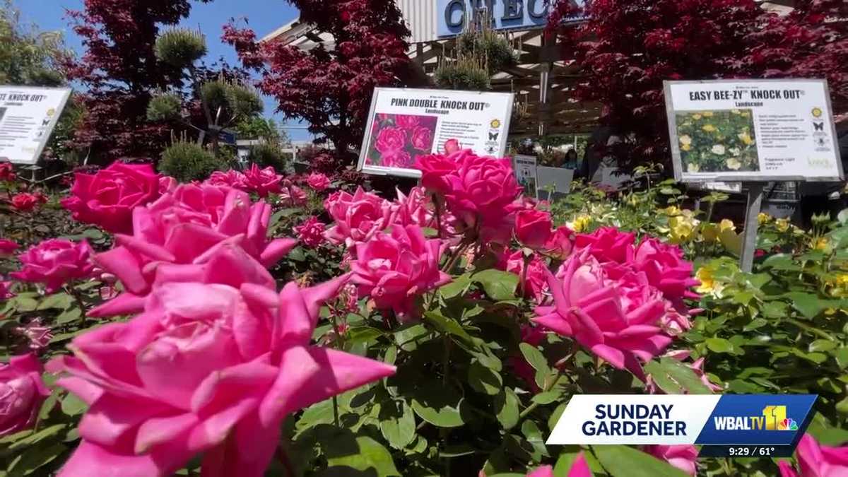 Sunday Gardener: Everything's coming up roses!