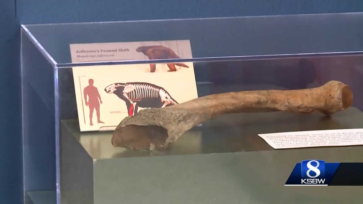 Prehistoric sloth bone found by children in California