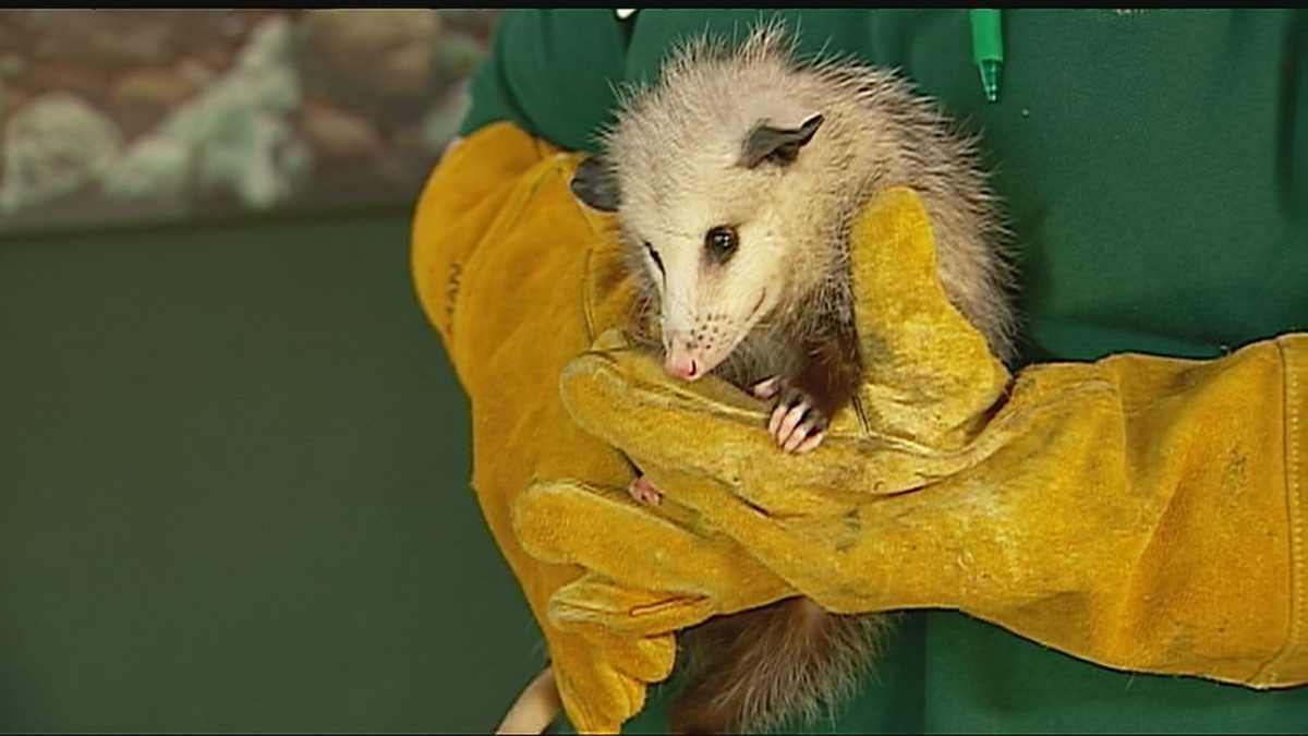 Noctural critters get rare daytime spotlight