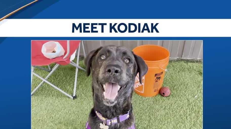 Kodiak from Operation Delta Dog is available for adoption