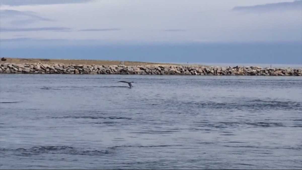 Endangered whales spotted swimming off Cape Cod