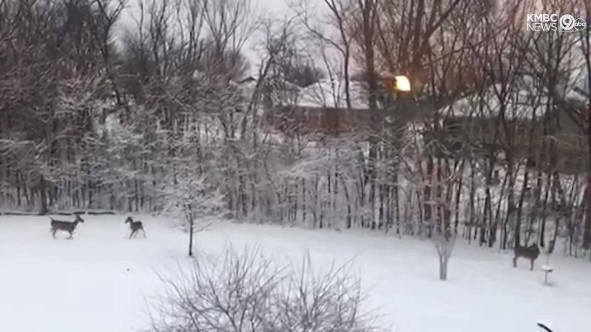 Raymore, Missouri woman captures deer frolicking in snow storm