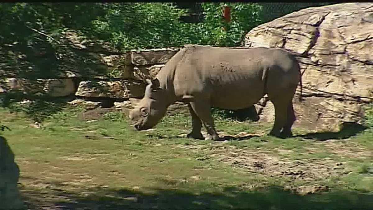 Zoo options let you see animals from rails, air