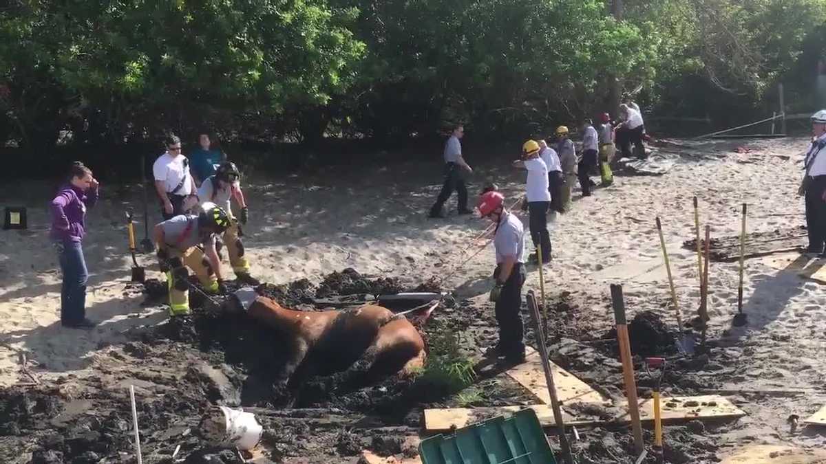 Video of horse being rescued from mud
