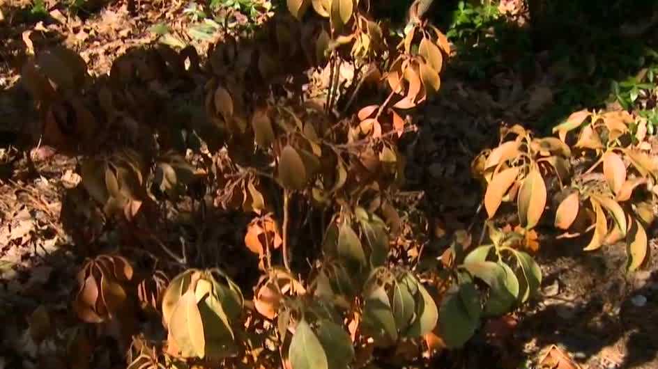 Grow it Green: Evergreen winter burn