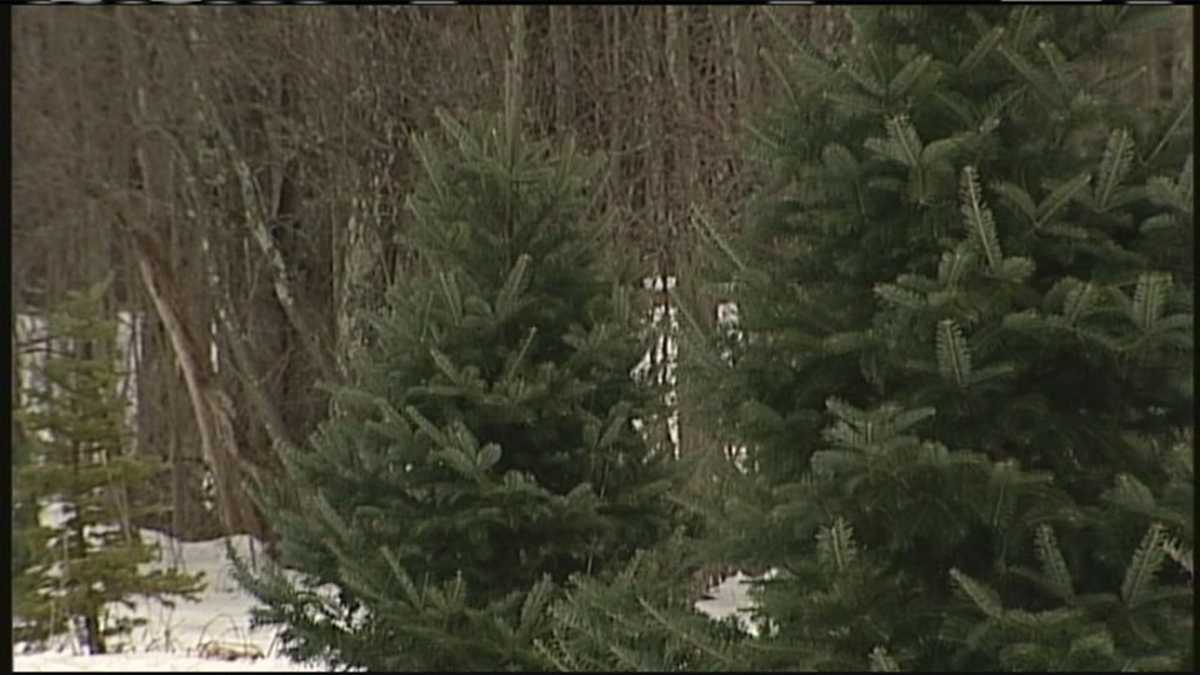 Christmas Tree Farm in Windham