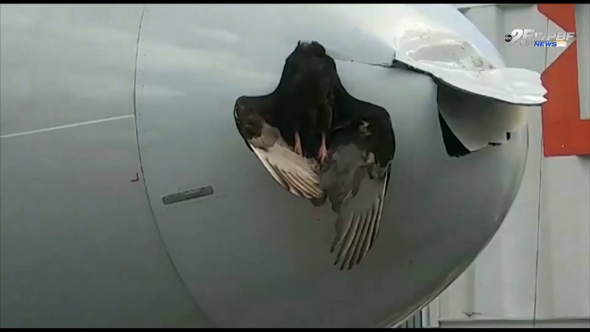 Bird strikes plane landing in Miami