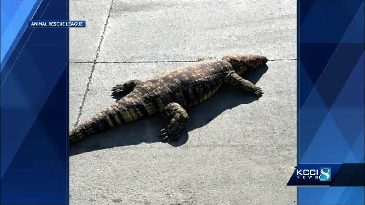 ARL called over 5-foot alligator that turned out to be a toy