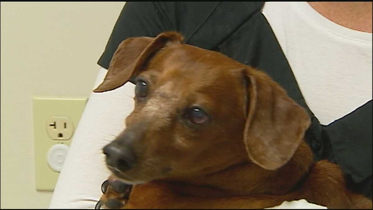 KC dog has rare case of canine narcolepsy