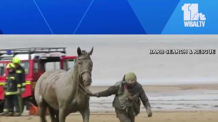 Horse trapped in mud rescued