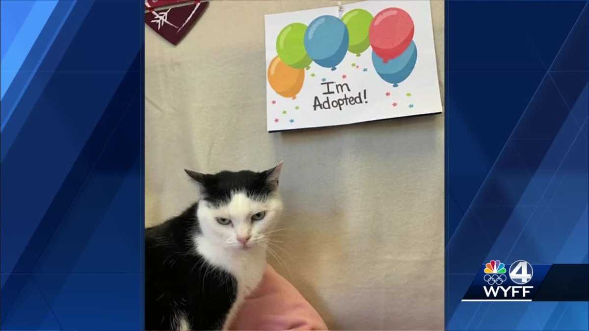 Mitchell County's 'world's worst cat' finds her forever home