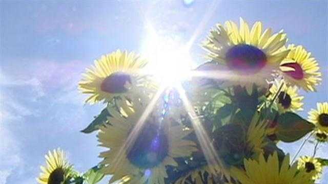 Nancy Siegler shows the power of the sunflowers
