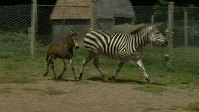 Farm welcomes Zeedonk