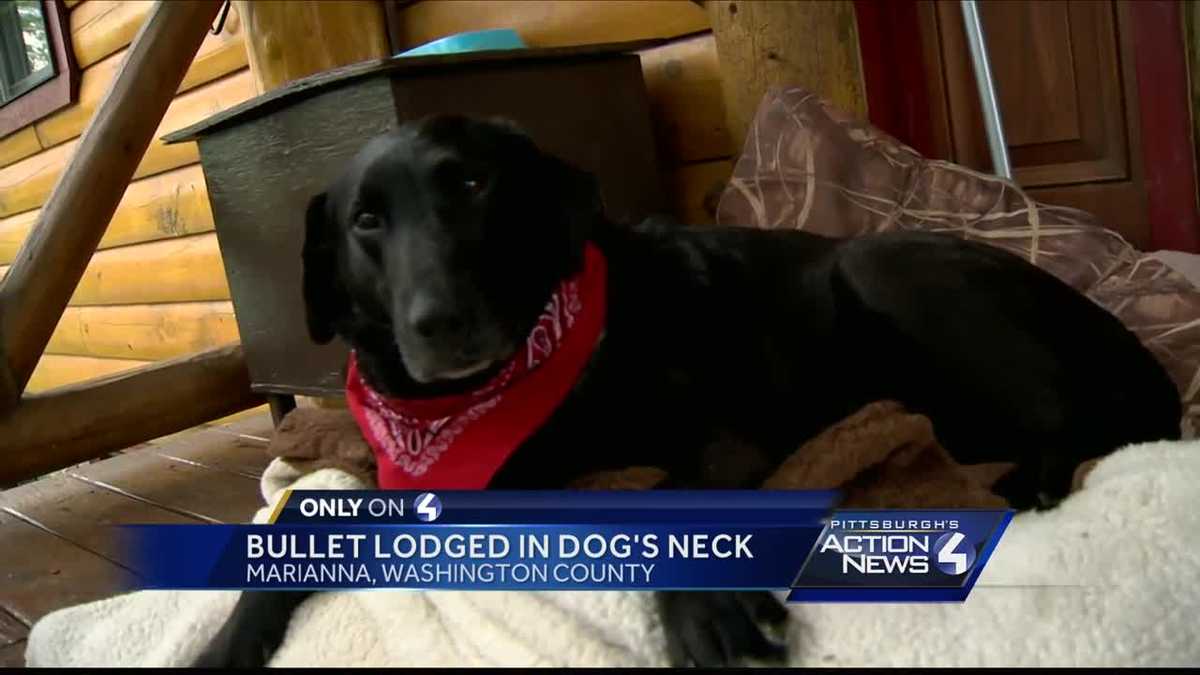 Bullet lodged in dog's neck