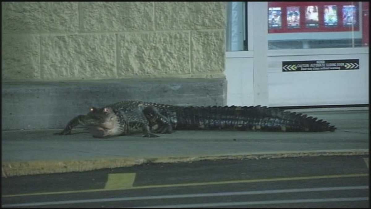 6-foot gator spotted at Apopka Walmart