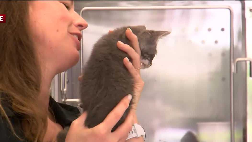 Collier County DAS finds more than 50 pets a home in one weekend