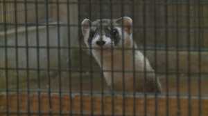 Louisville zoo celebrates black-footed ferret project