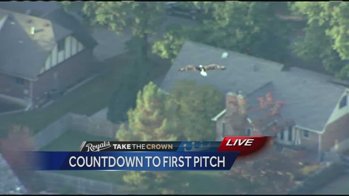Watch a bald eagle fly over Kauffman Stadium before World Series Game 2