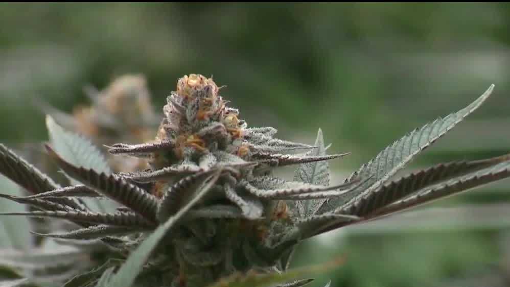 New Mexico Cannabis Industry Concerned With Saturated Market