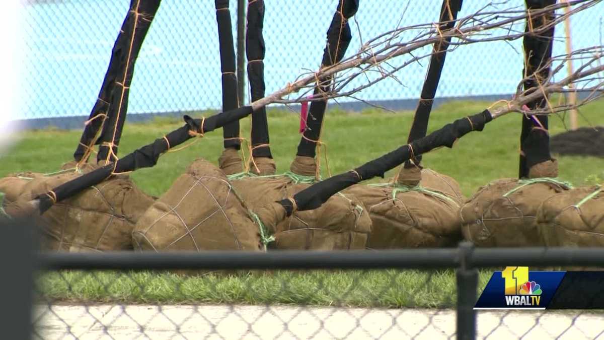 Equity-based tree initiative focuses on low-income communities