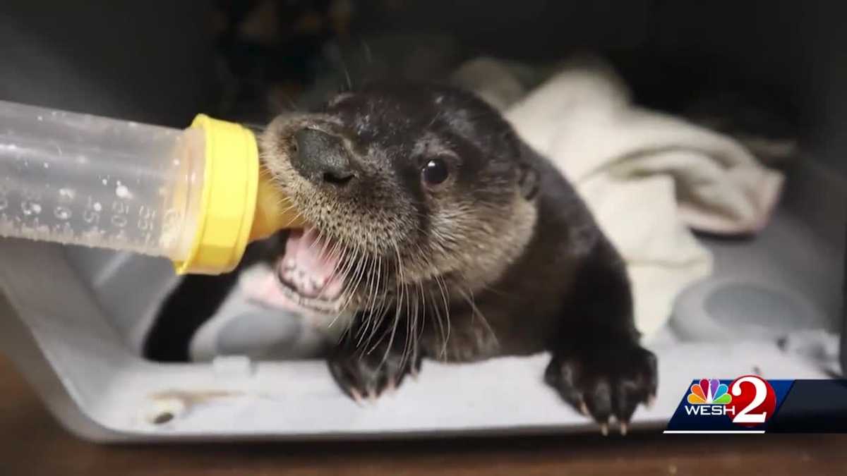 Rescued otters released into the wild in Brevard County