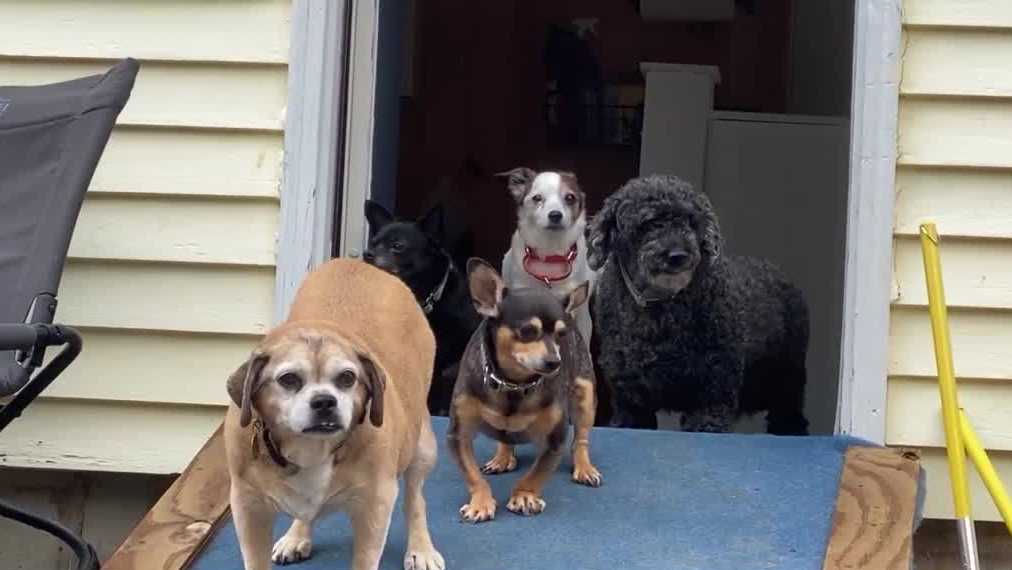Hospice home for dogs forced to close bank accounts after being scammed