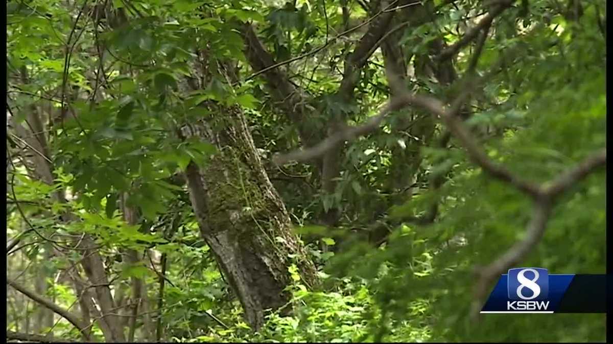 Volunteers collect samples of mold that lead to 'sudden oak death'