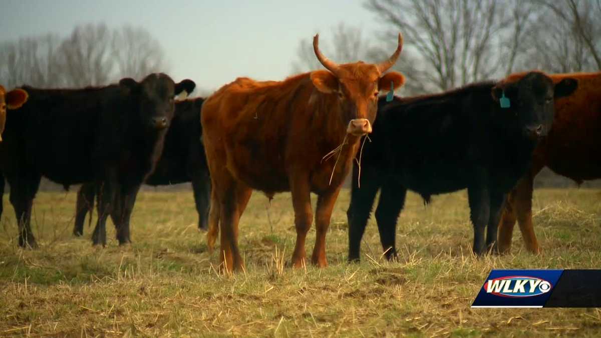 Oldham County farm featured on 'Top Chef' works to educate consumers ...
