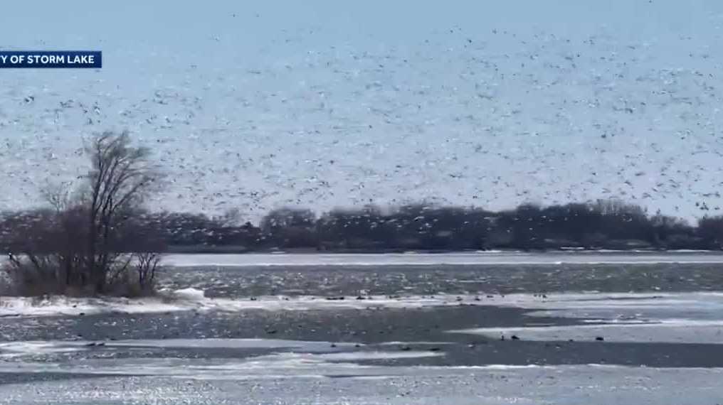 Massive bird migration happening over Iowa