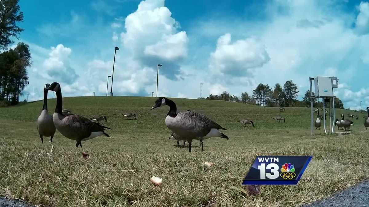 Jacksonville Police ask for help fighting geese problem