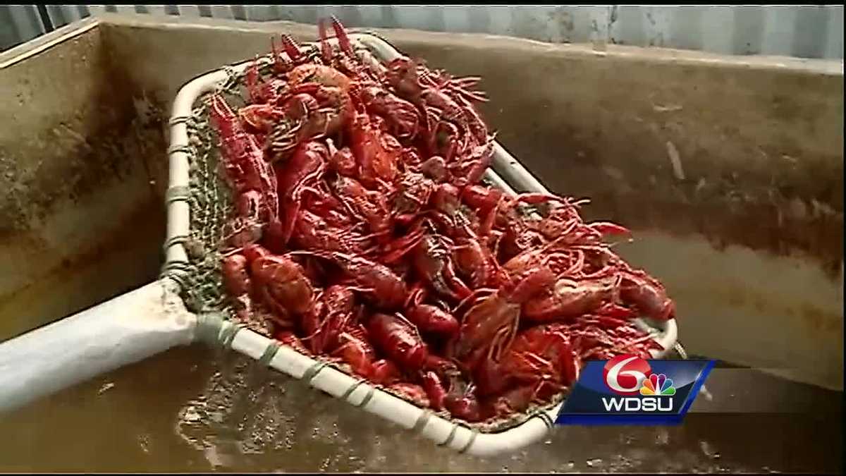 Looking for live crawfish before Easter? Good luck!