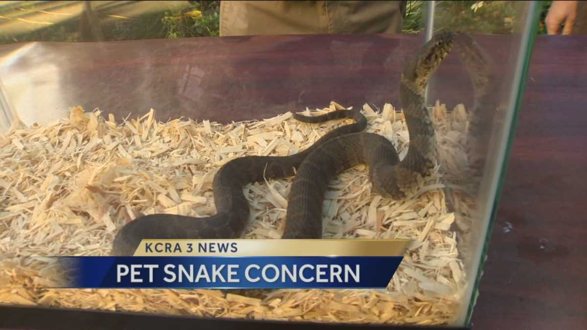 UC Davis Study: Invasive water snakes introduced to California may pose ...