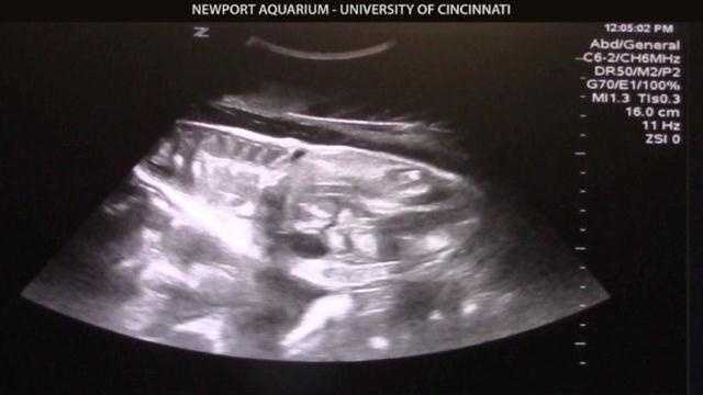 Shark ray ultrasound
