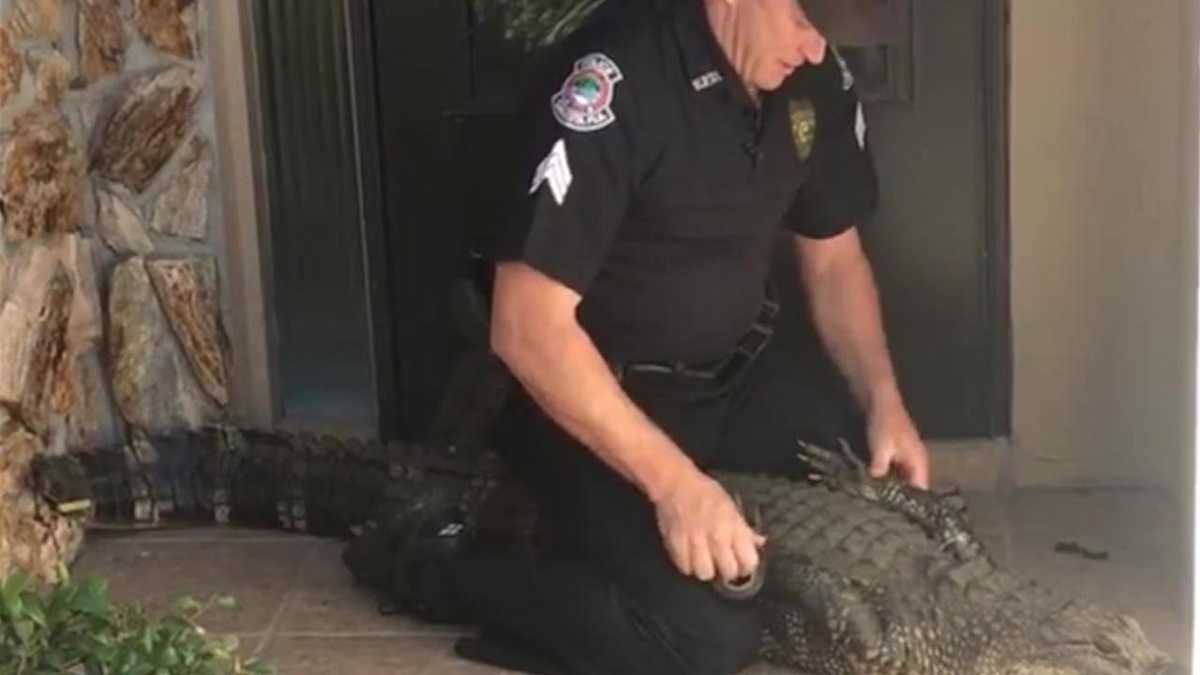 Watch FL police nab an alligator that walked up to a man's doorstep