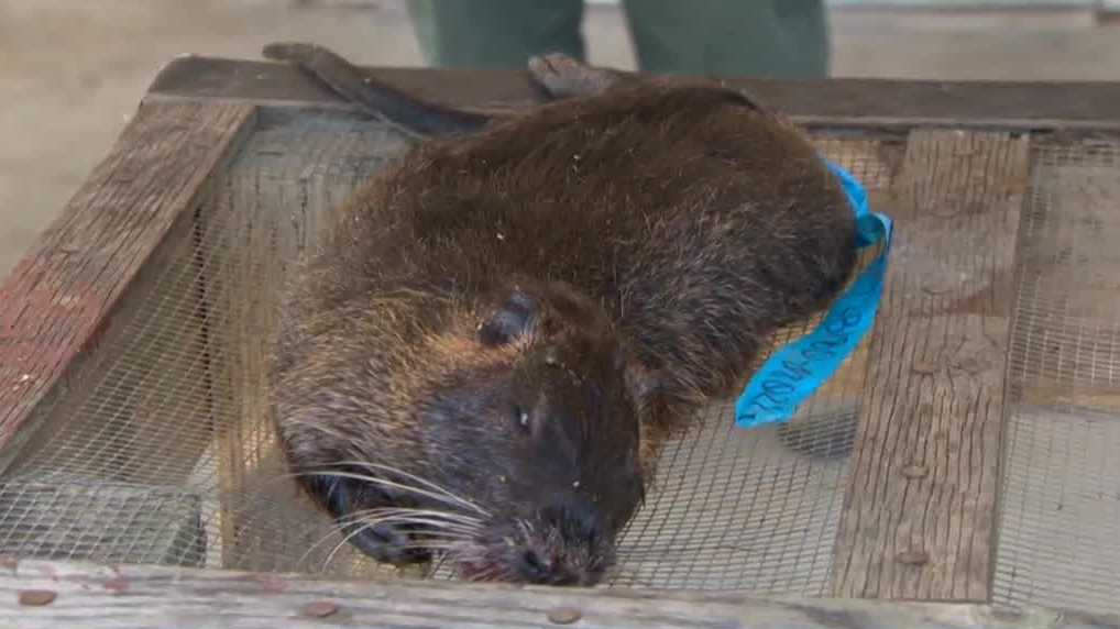 Officials work to eradicate invasive species from California's Central ...