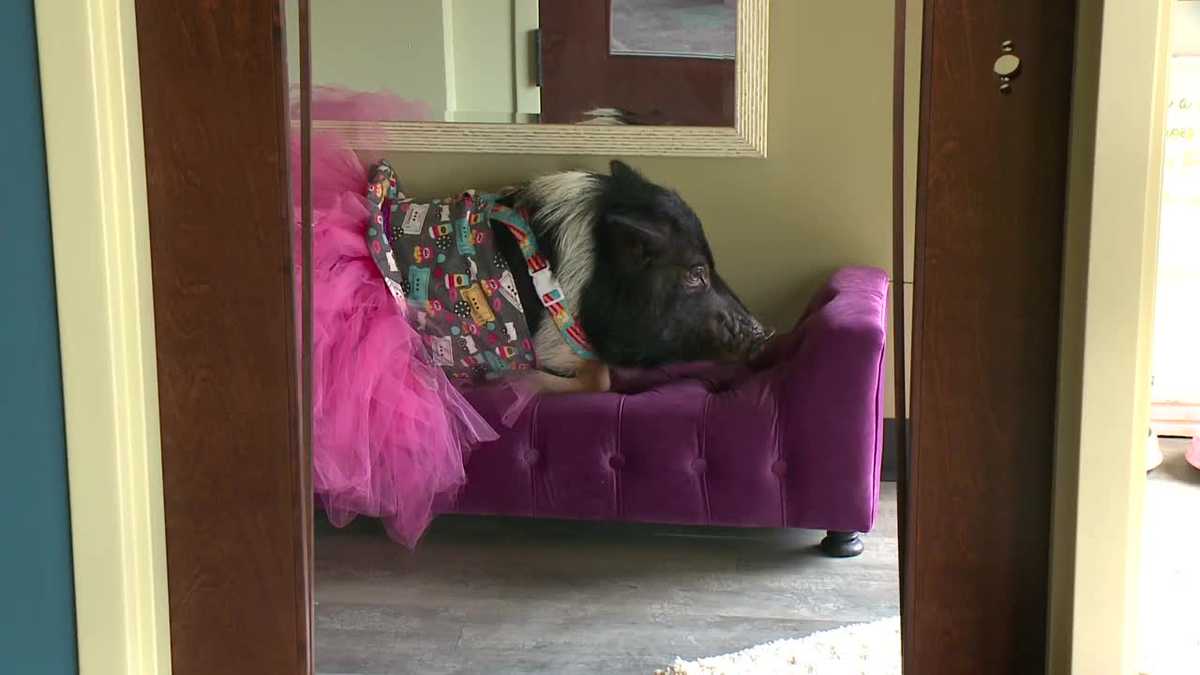 Iowa pig sets Guinness World Record