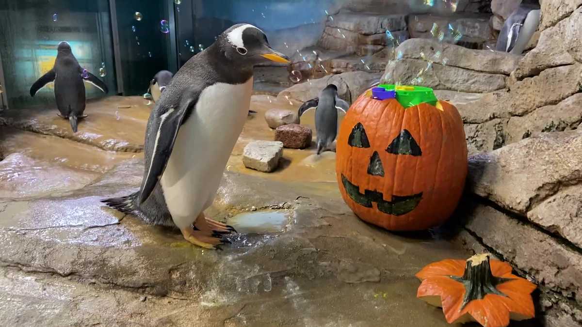 Penguins enjoy spooky season at Milwaukee County Zoo