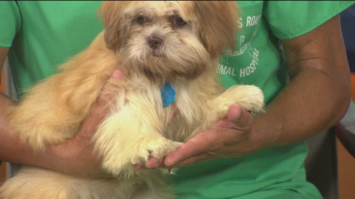 2 ways to treat cat ACL injuries