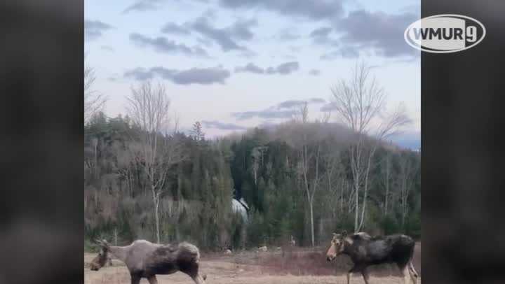 Video: Pair of moose hang out in Colebrook