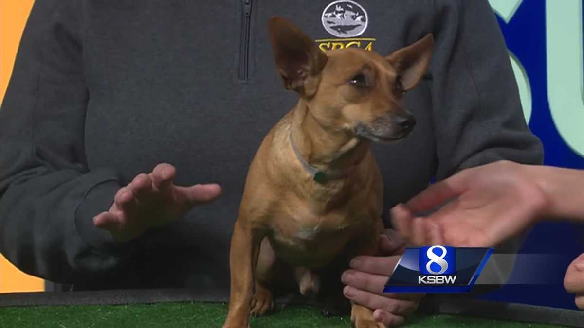 Pet of the Week: Peter the Dog