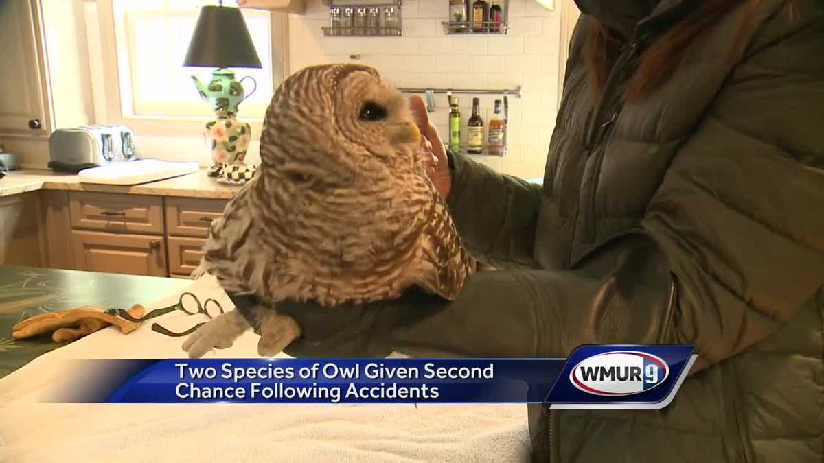 Injured owls going through rehabilitation
