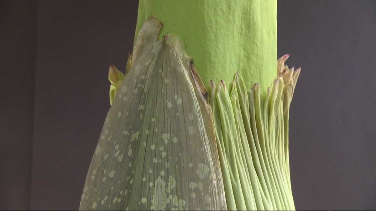 Unusual corpse flower to bloom any day now at Sac State