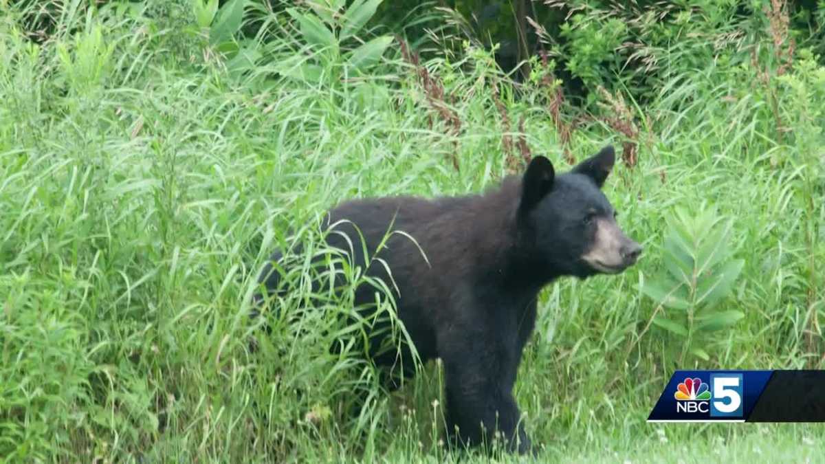 Calls for bear complaints nearly double