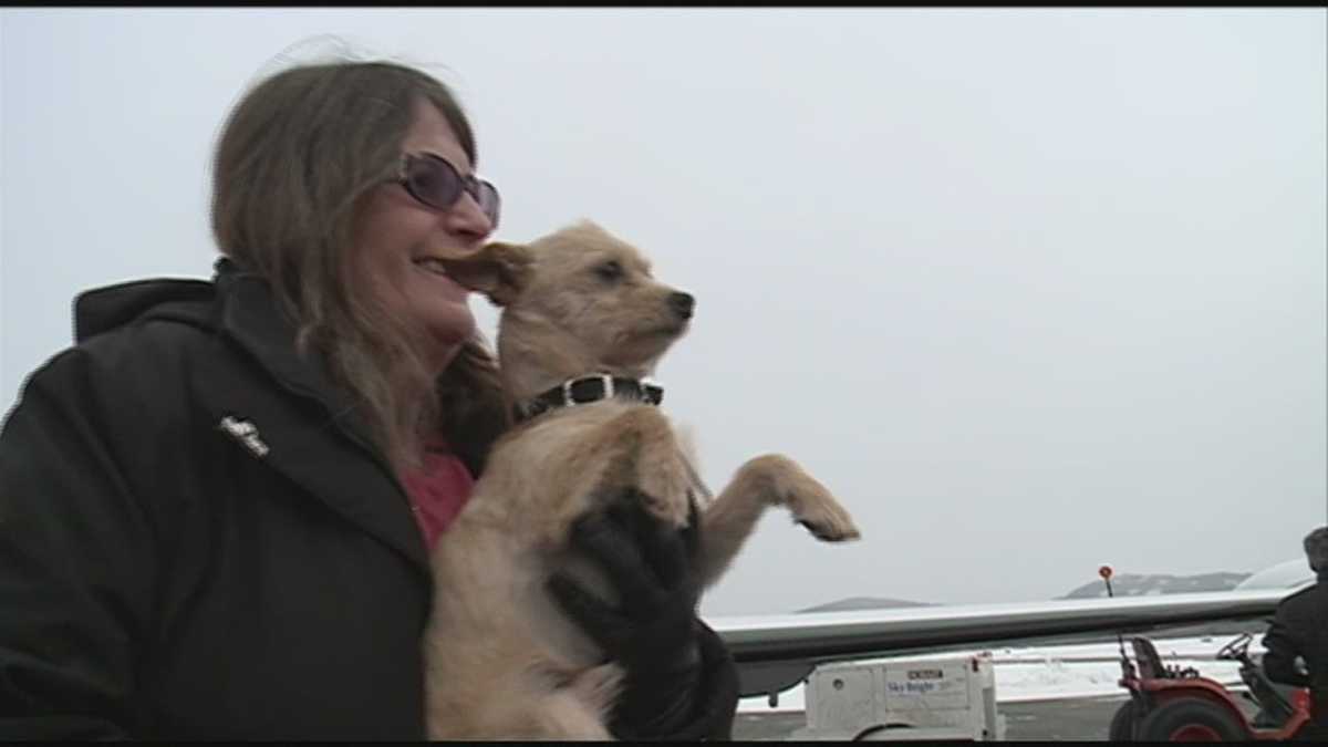 Homeless dogs flown from Texas shelter to Laconia