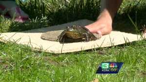 Frogs leap to victory in contest at state Capitol