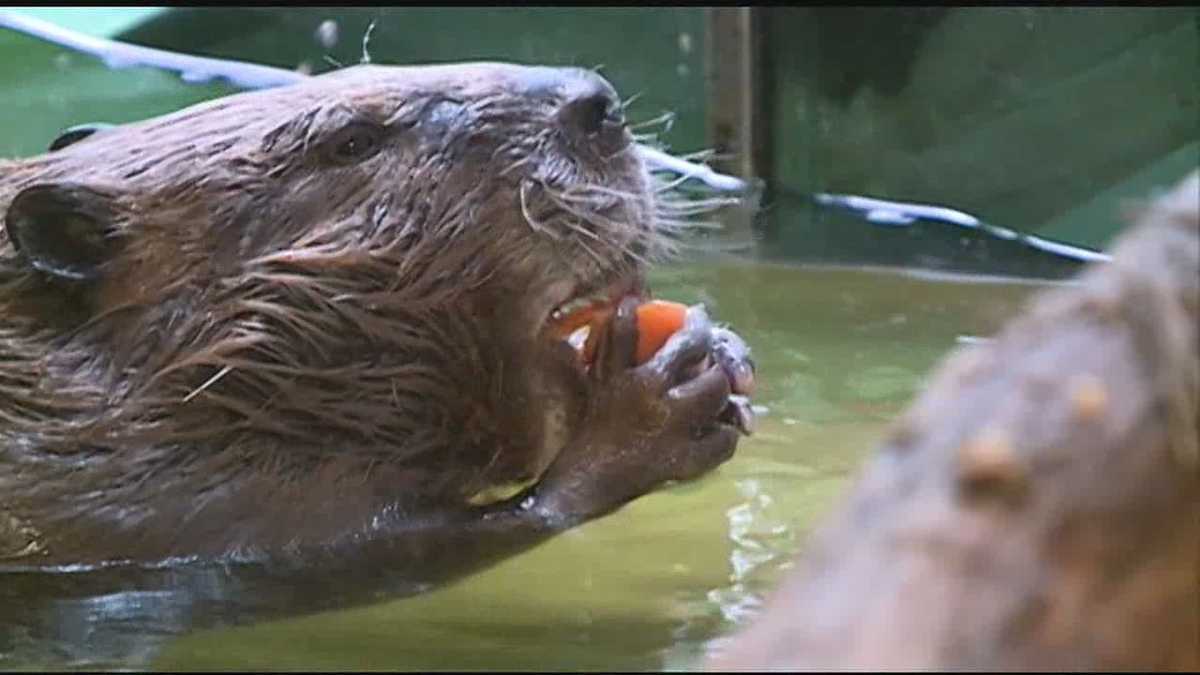 Jackson Zoo clawing back