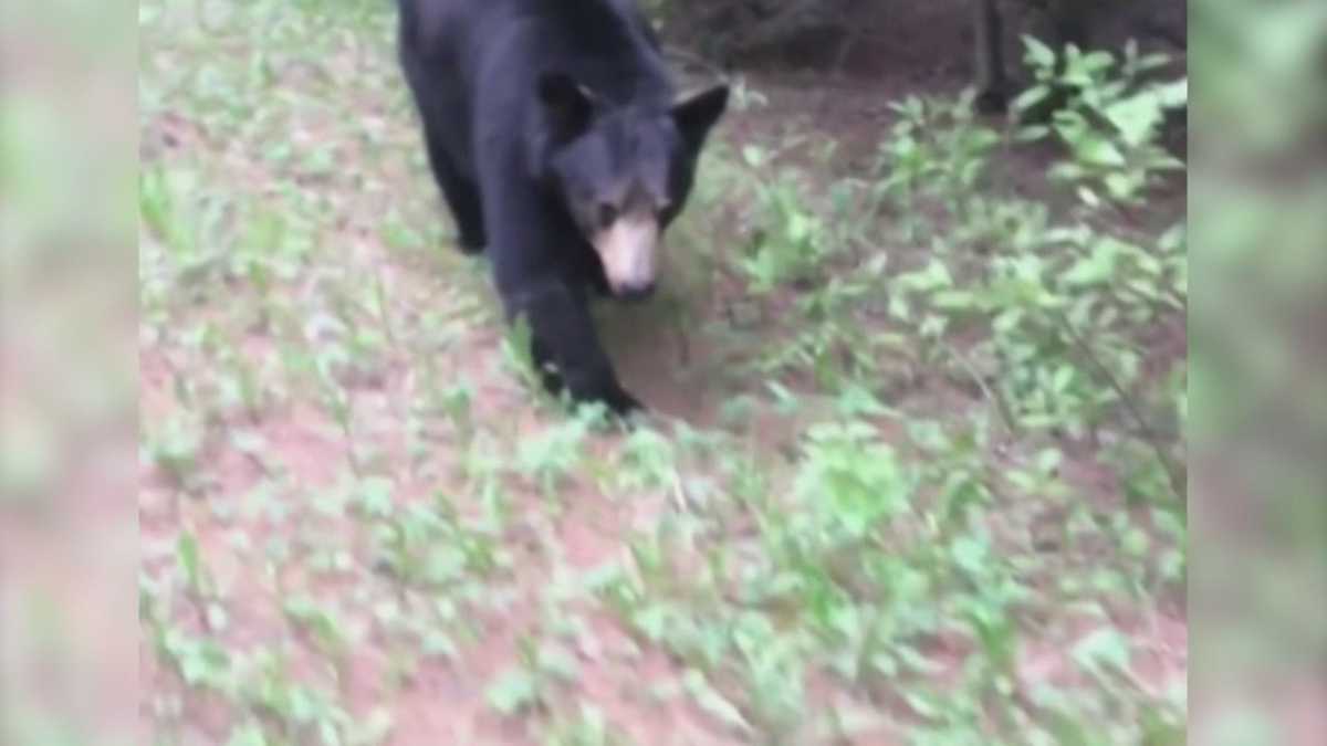 Caught on camera: Curious black bear follows joggers