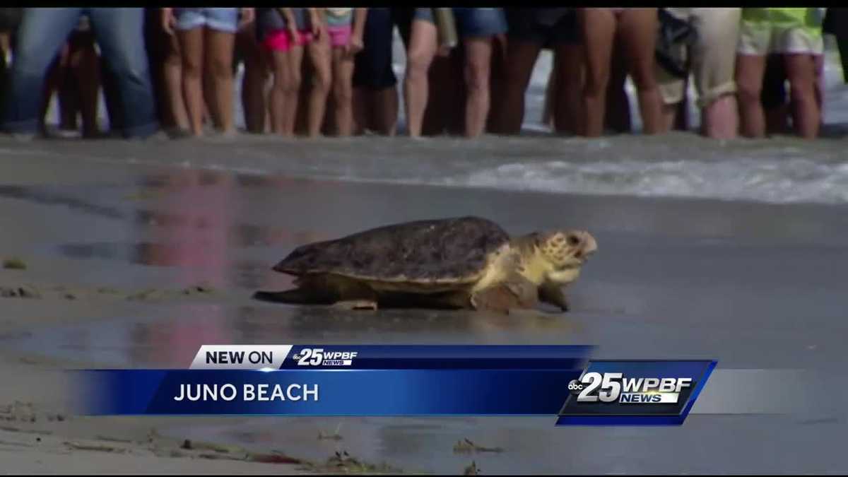 Five sea turtles returned to ocean