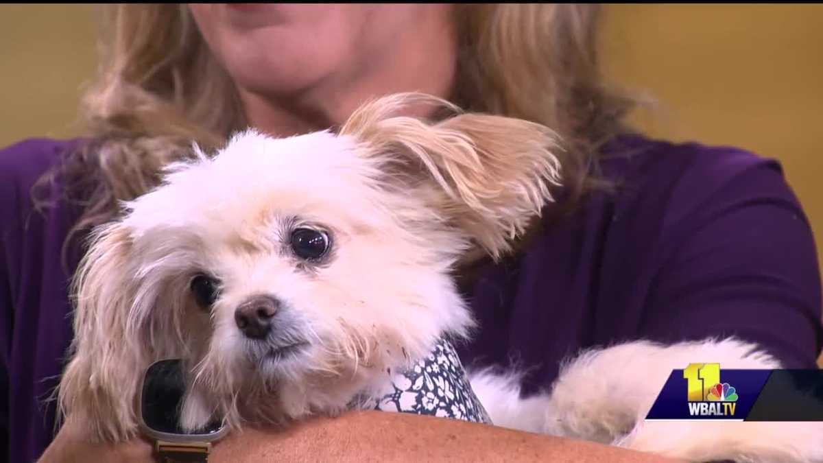 Maryland SPCA has 8-year-old pup looking for new home